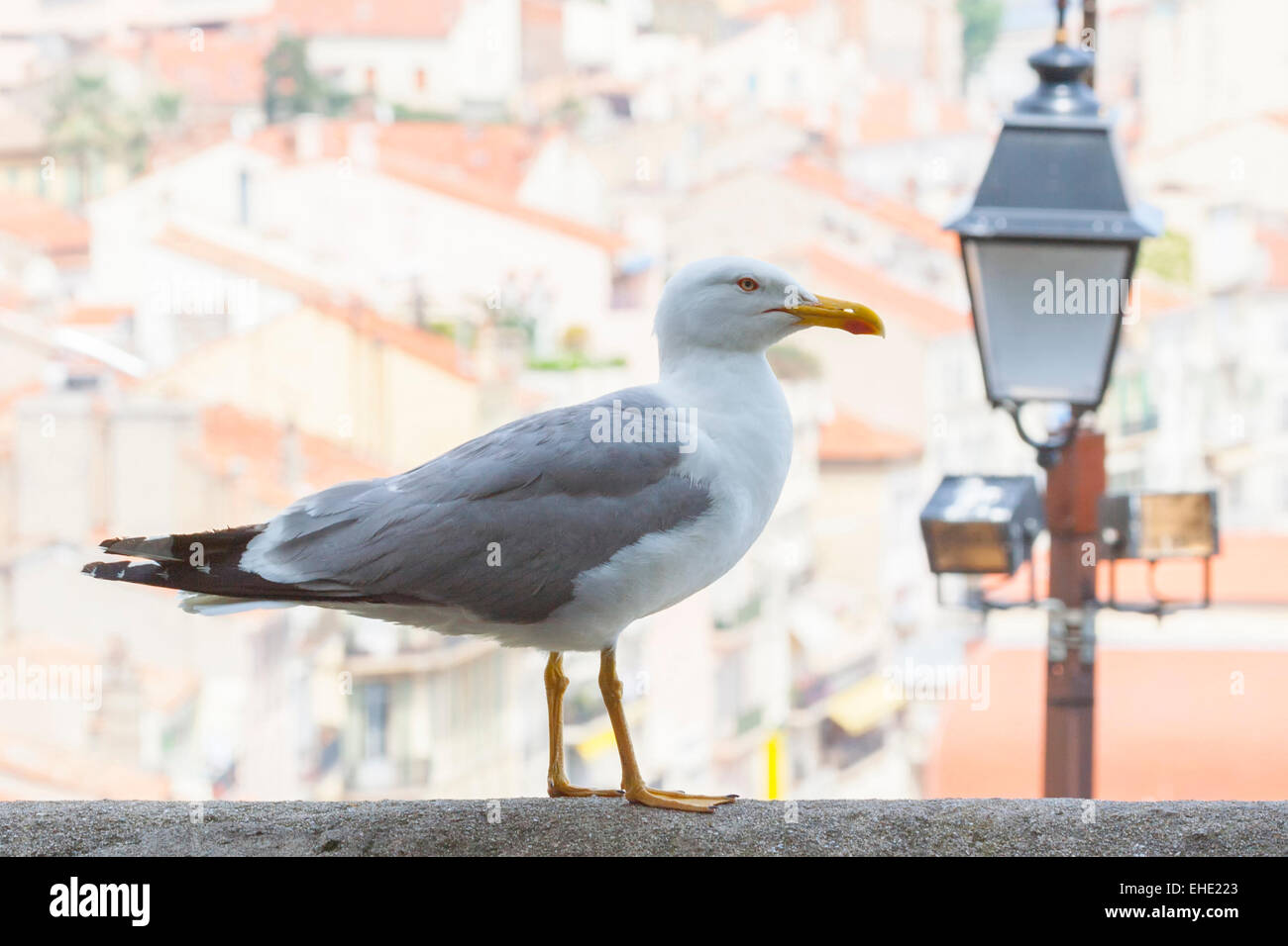 A side view of a seagull standing on concrete wall with a view of the ...
