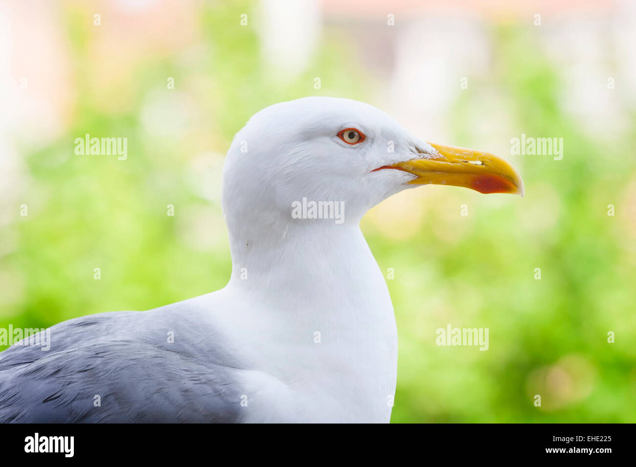 A close up side view of a seagull Stock Photo - Alamy