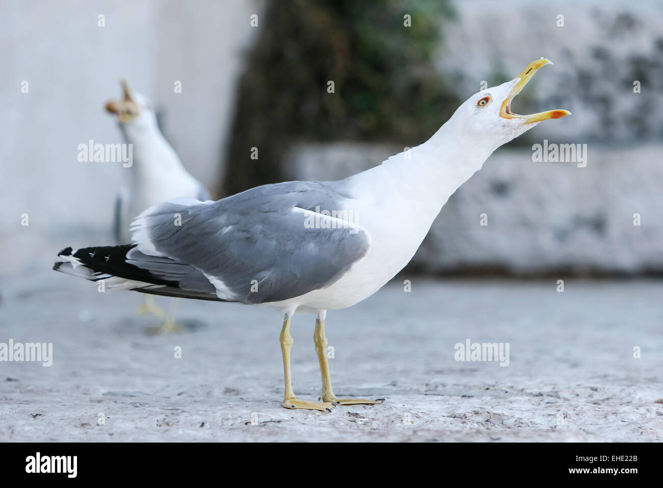 A side view of a seagull with open mouth shouting and standing on ...