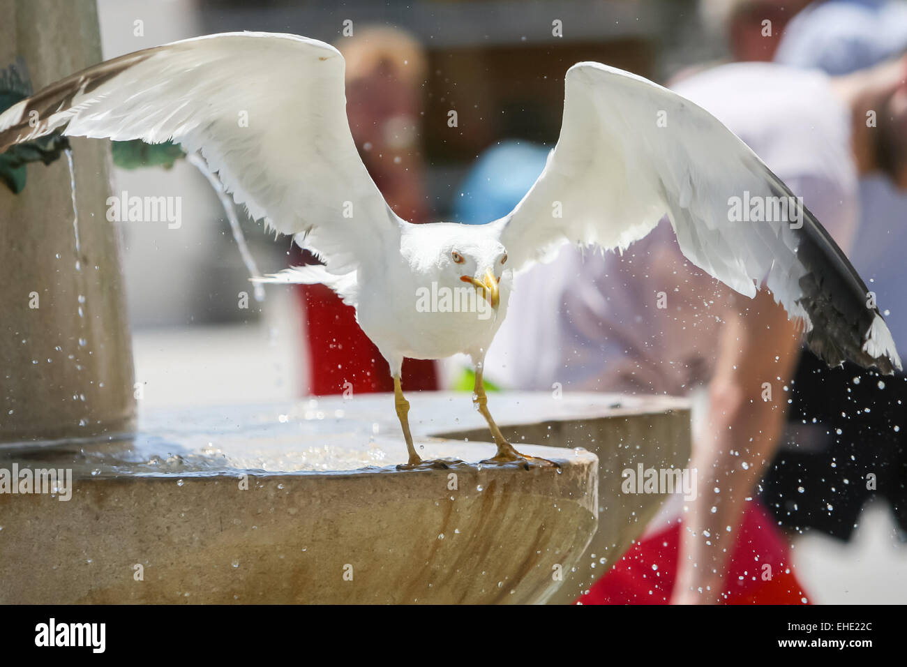 A front view of a seagull standing on a water fountain and spreading ...