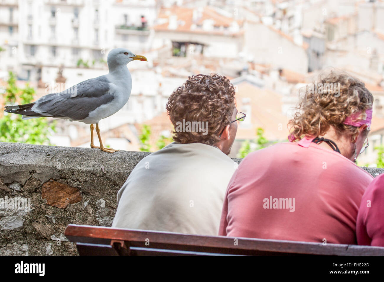 A side view of a seagull standing on stone wall next to people sitting ...