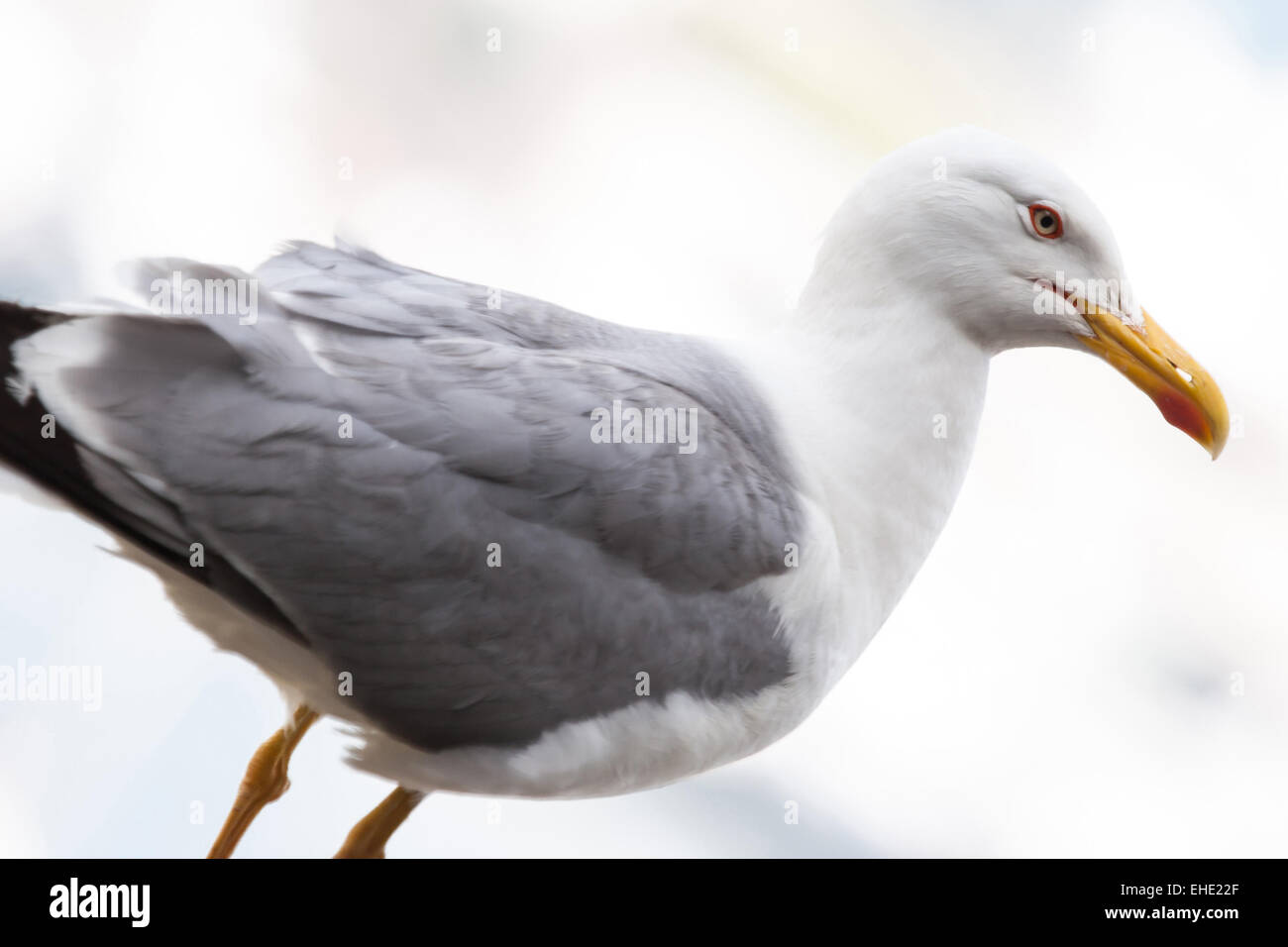 A askew side view of a seagull standing Stock Photo - Alamy