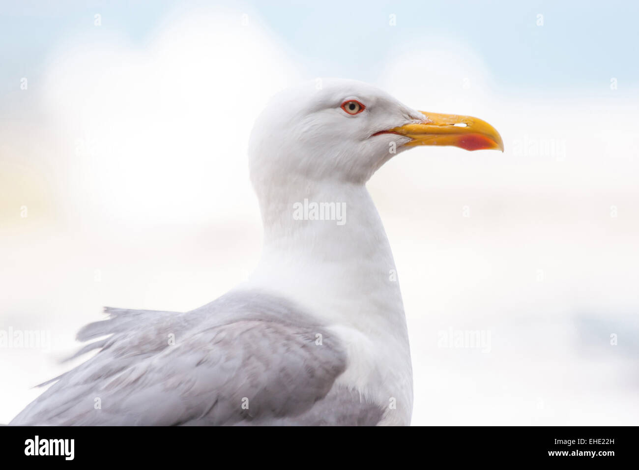 A side view of a seagull looking away Stock Photo - Alamy
