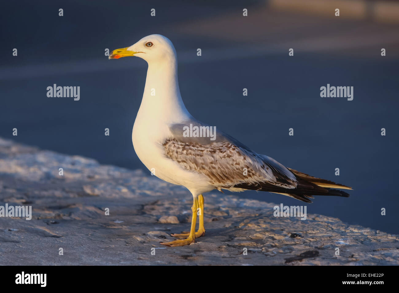 A side view of a seagull standing at concrete wall at sunset Stock ...