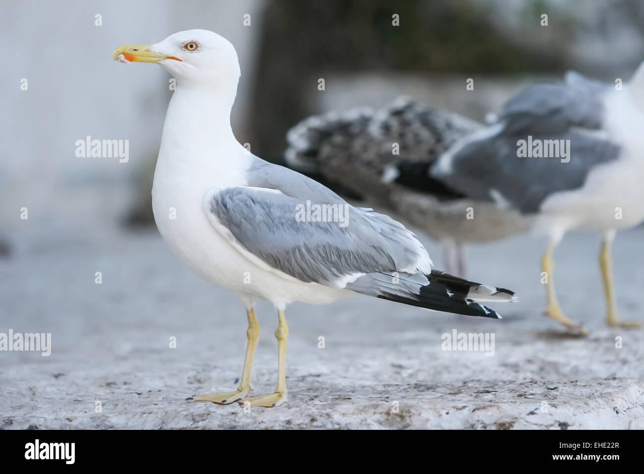 A side view of a seagull standing on concrete floor with two seagulls ...