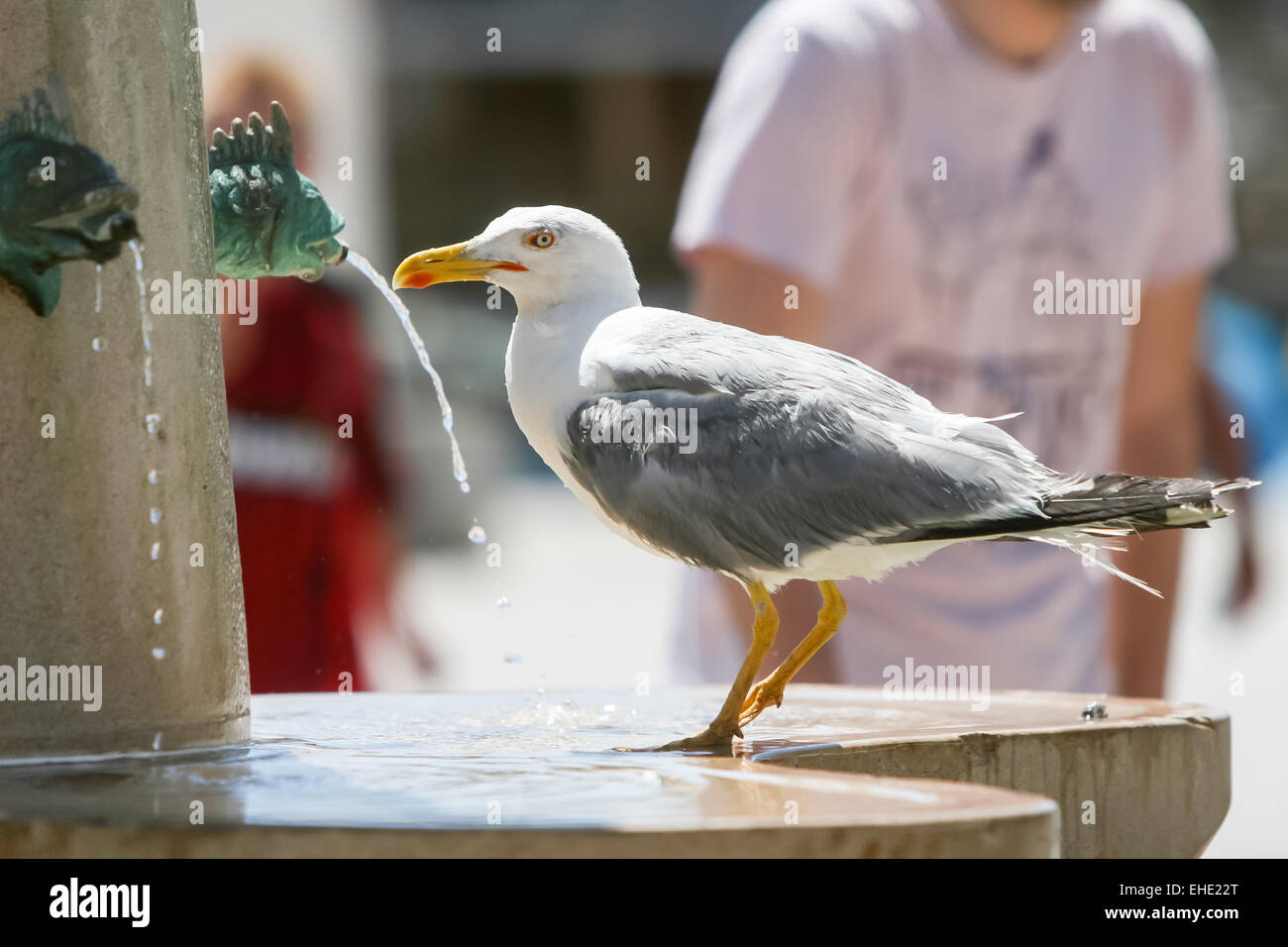 A side view of a seagull standing on water fountain in city Stock Photo ...