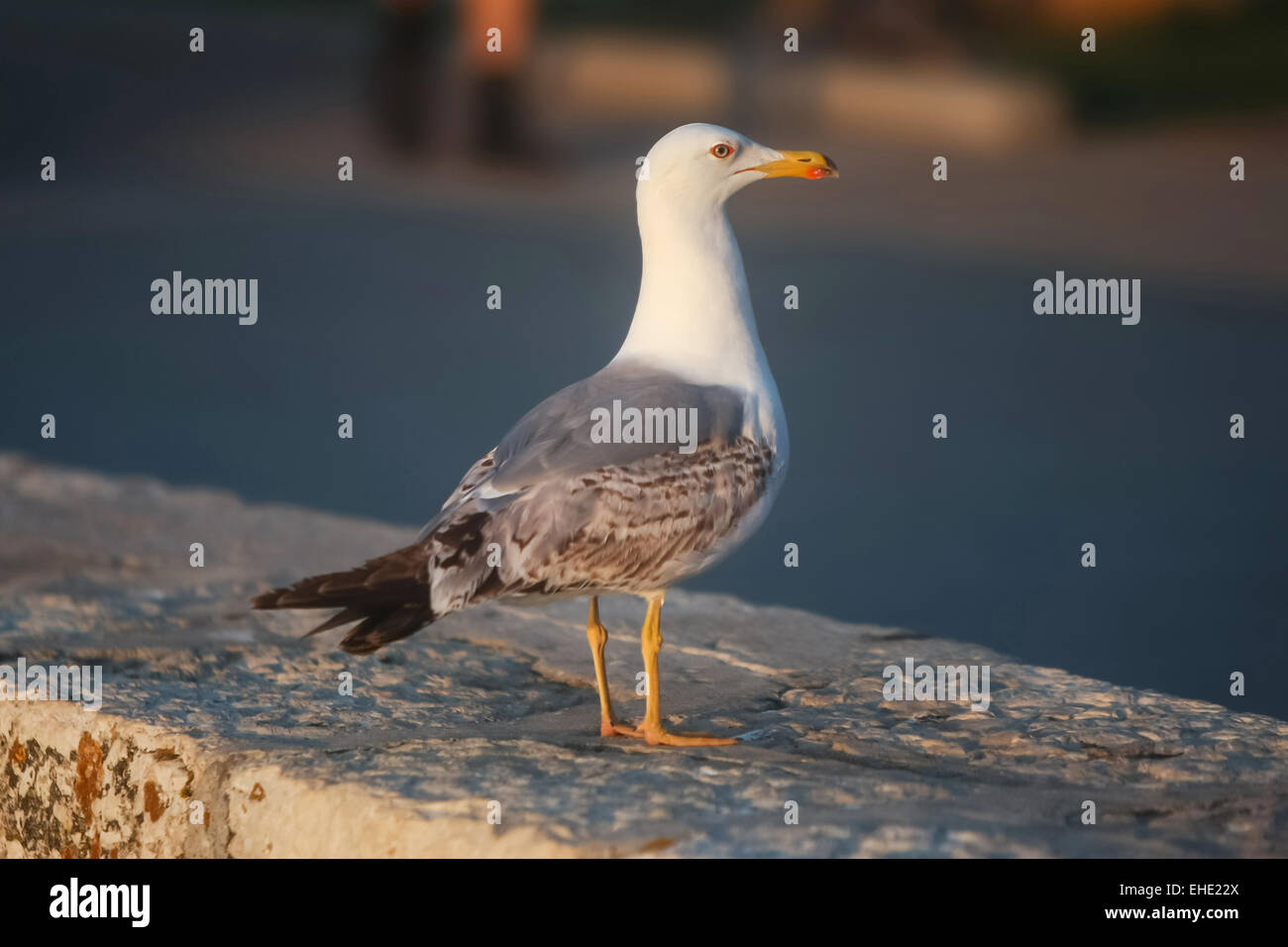 A side view of a seagull standing on a concrete wall at sunset Stock ...