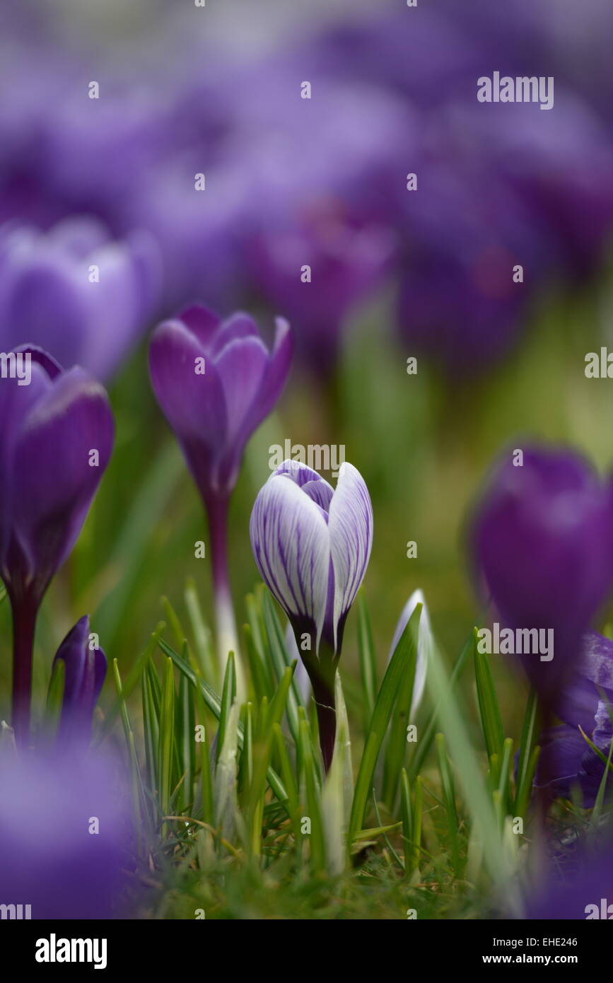 Crocuses enjoying the warm Spring sunshine. Picture: Scott Bairstow ...
