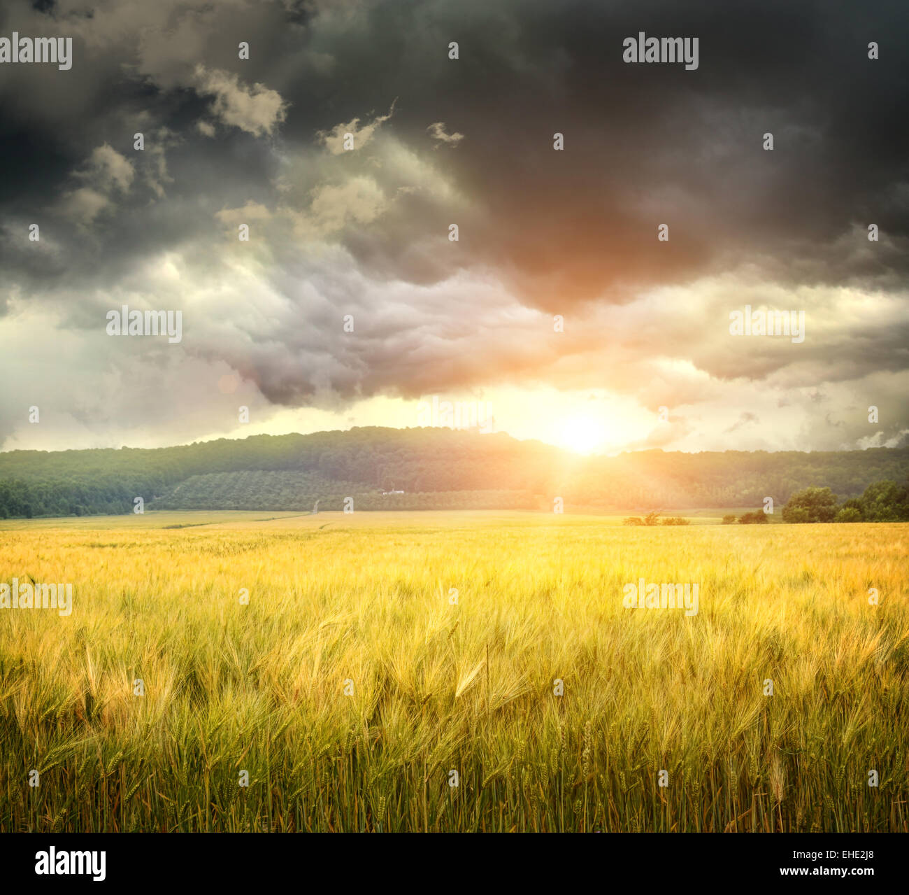 Field of wheat with ominous clouds Stock Photo - Alamy