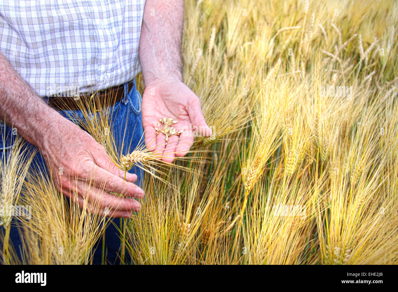 Hands with holding wheat grains Stock Photo - Alamy