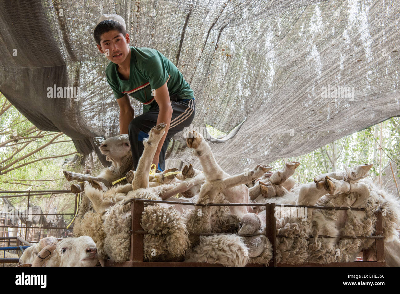 Uyghur china sheep hi-res stock photography and images - Alamy