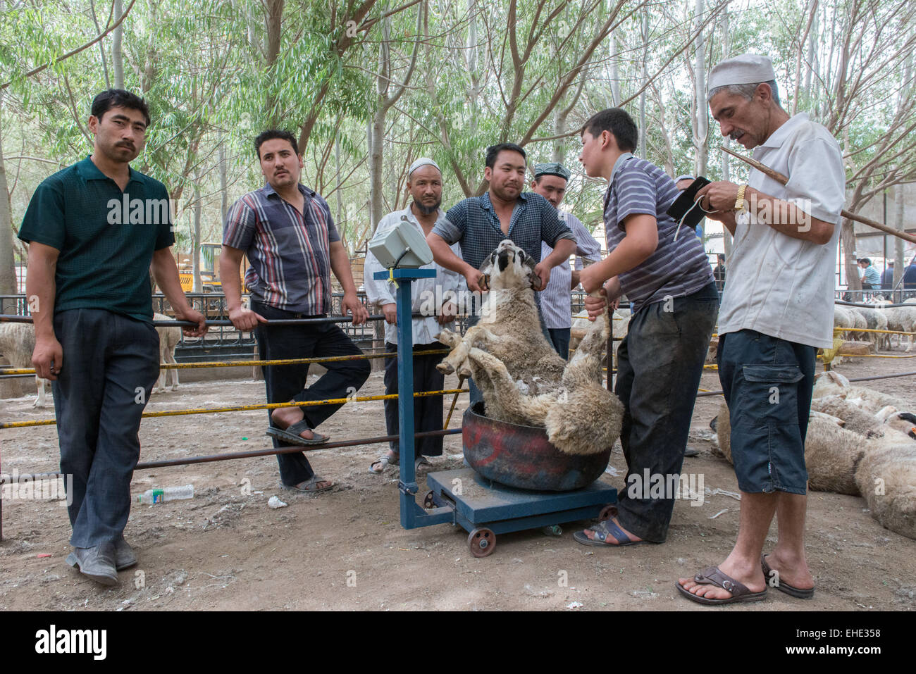 Weighing sheep hi-res stock photography and images - Alamy