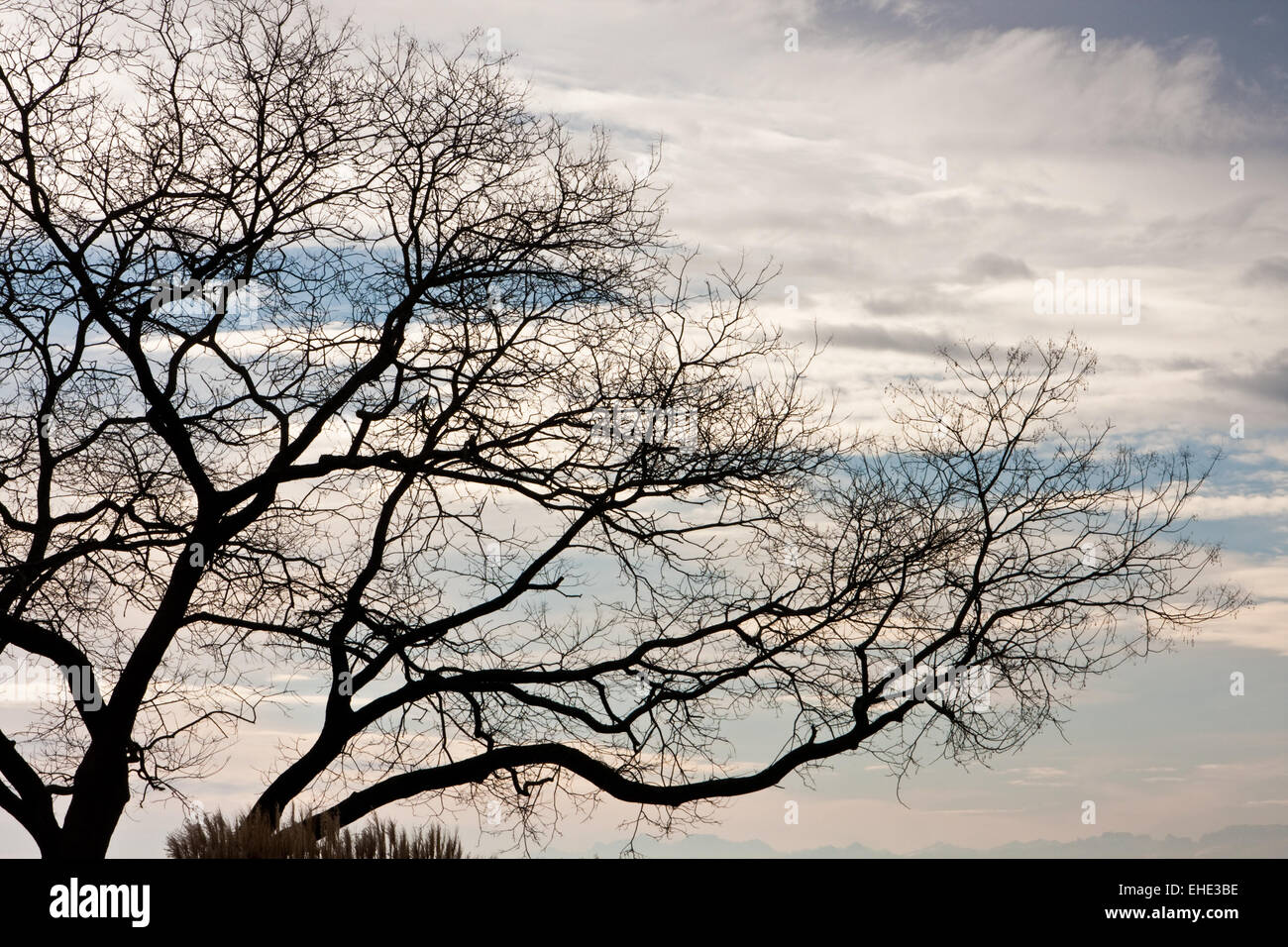 Baum im Winter, tree in winter Stock Photo - Alamy