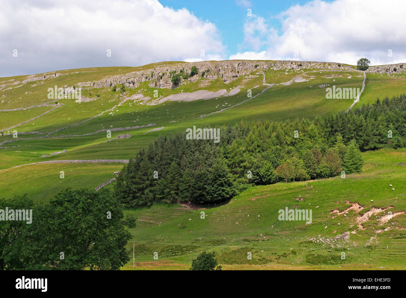 Small plantations dot the valley sides below the limestone scar above ...