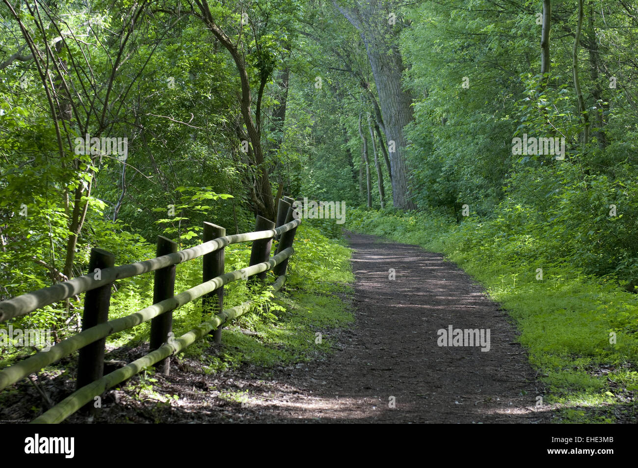 Wald weg spaziergang hi-res stock photography and images - Alamy