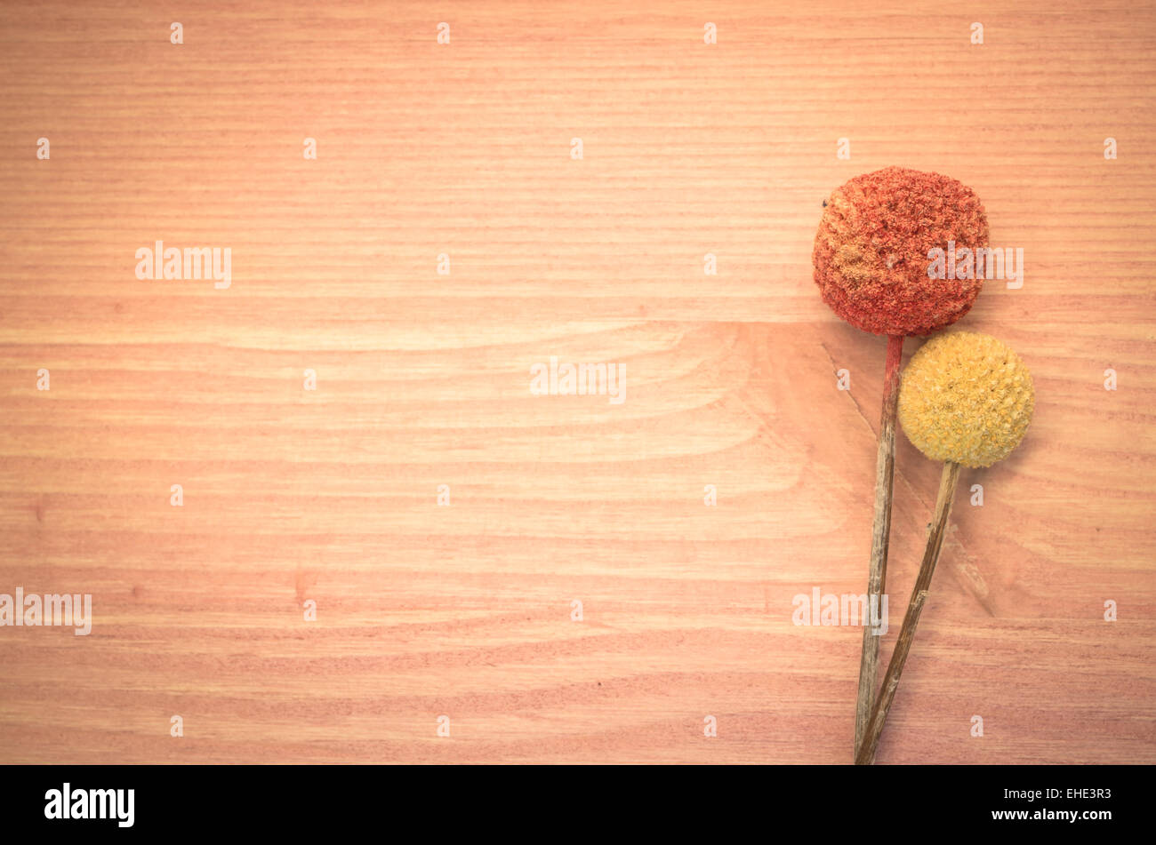 two dried billy buttons on a light wood background Stock Photo - Alamy