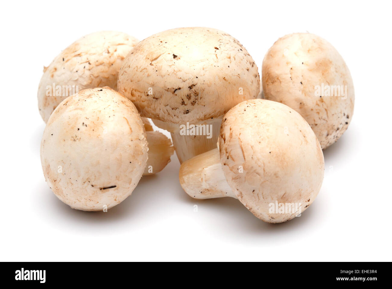 Mushroom a champignon Stock Photo - Alamy