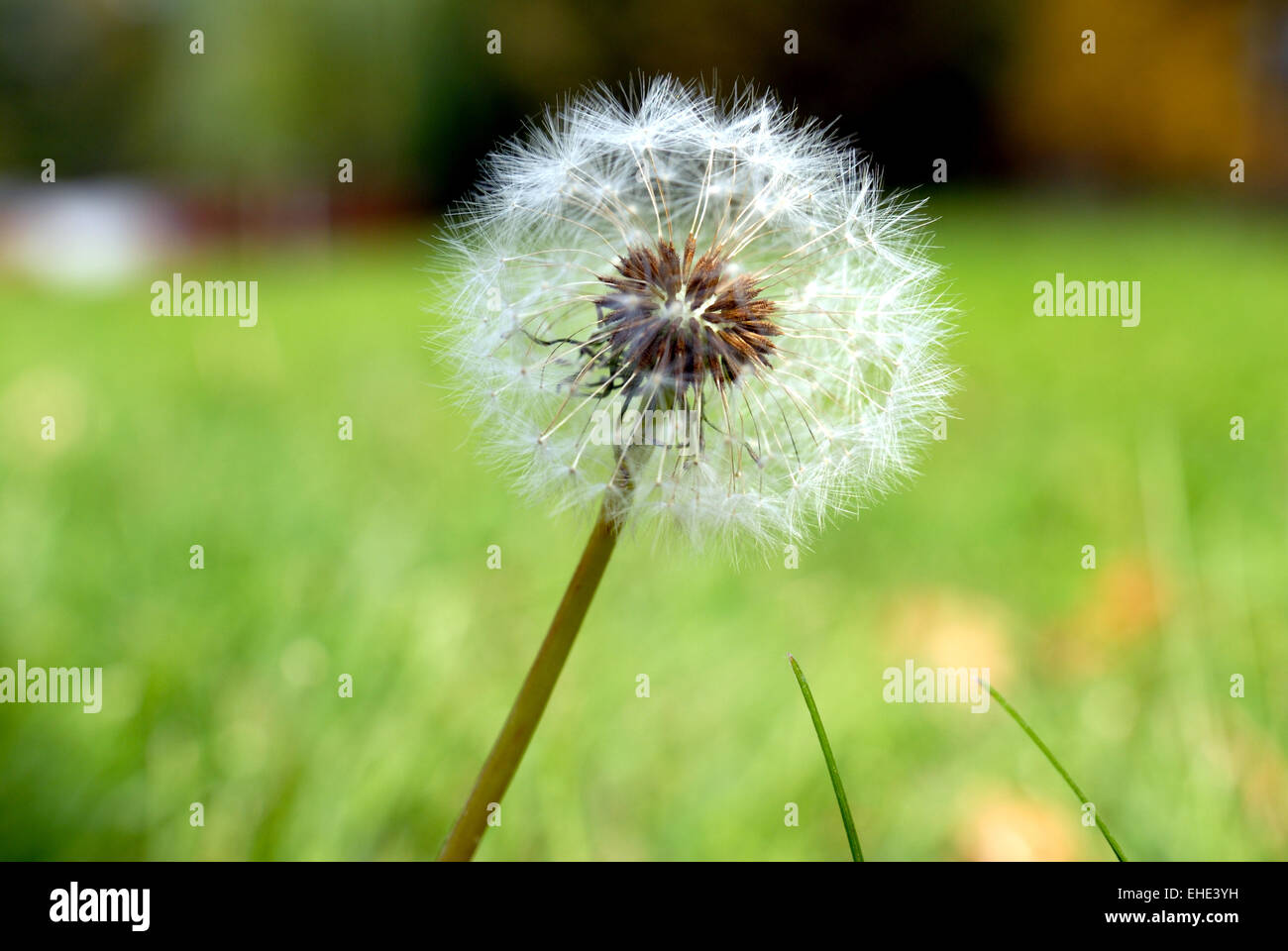 Anthodium of a dandelion Stock Photo - Alamy