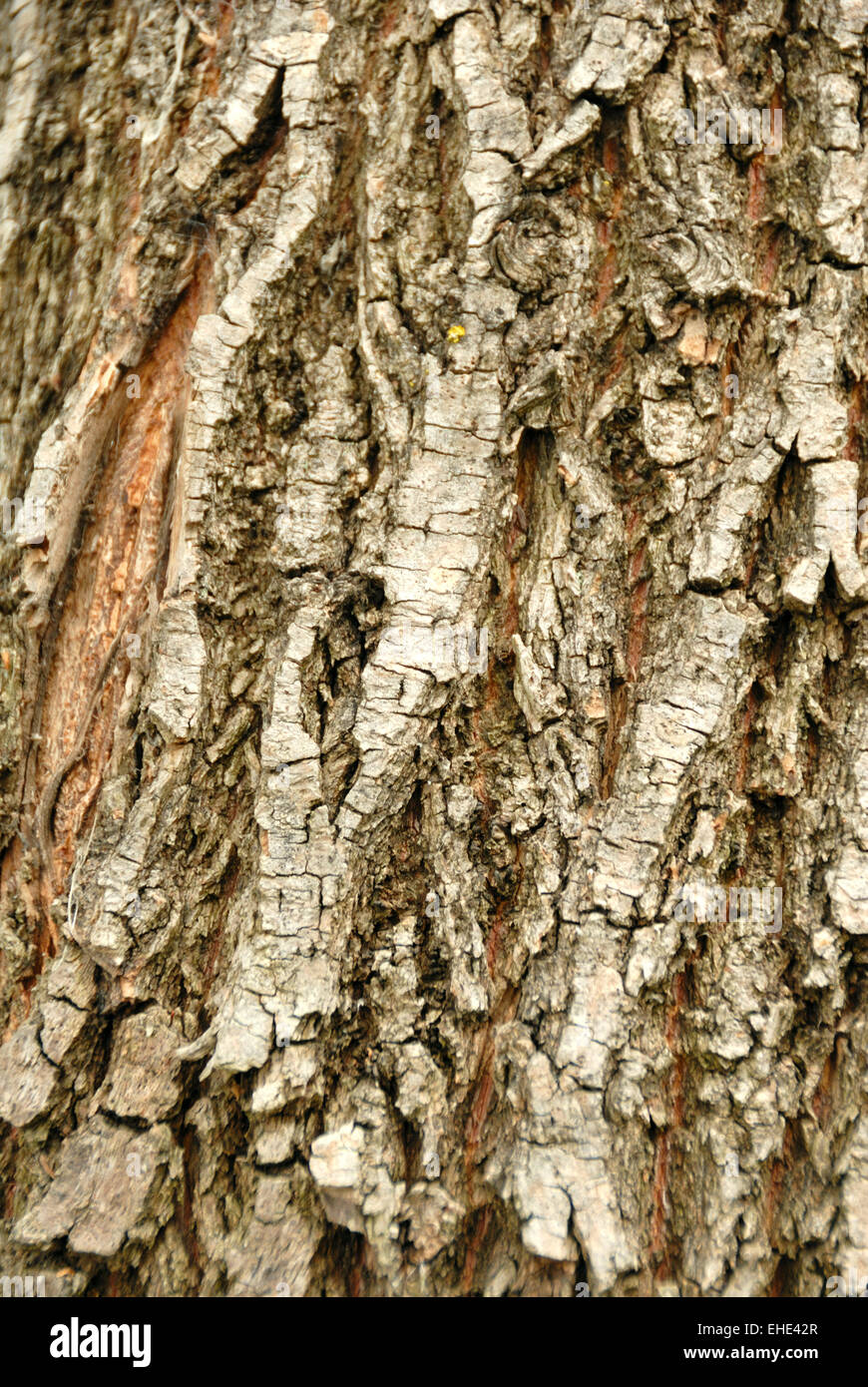 Tree bark. Details. Close up. Texture Stock Photo - Alamy