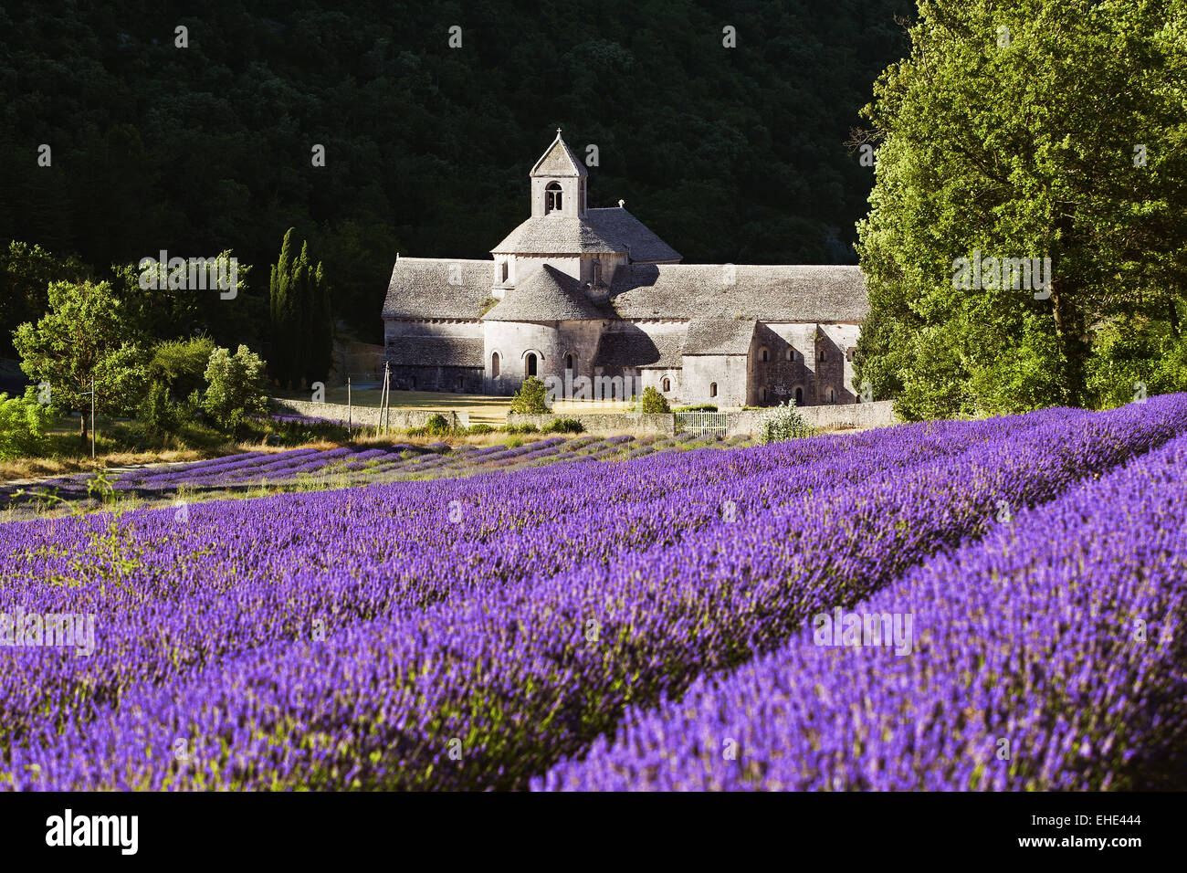 Senanque abbey, Provence, France Stock Photo - Alamy
