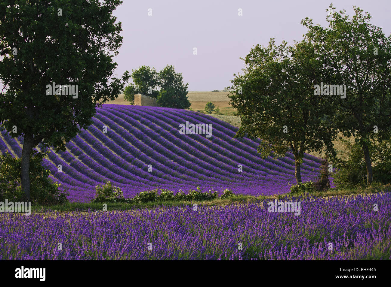 Plateau de Valensole, Provence, France Stock Photo - Alamy