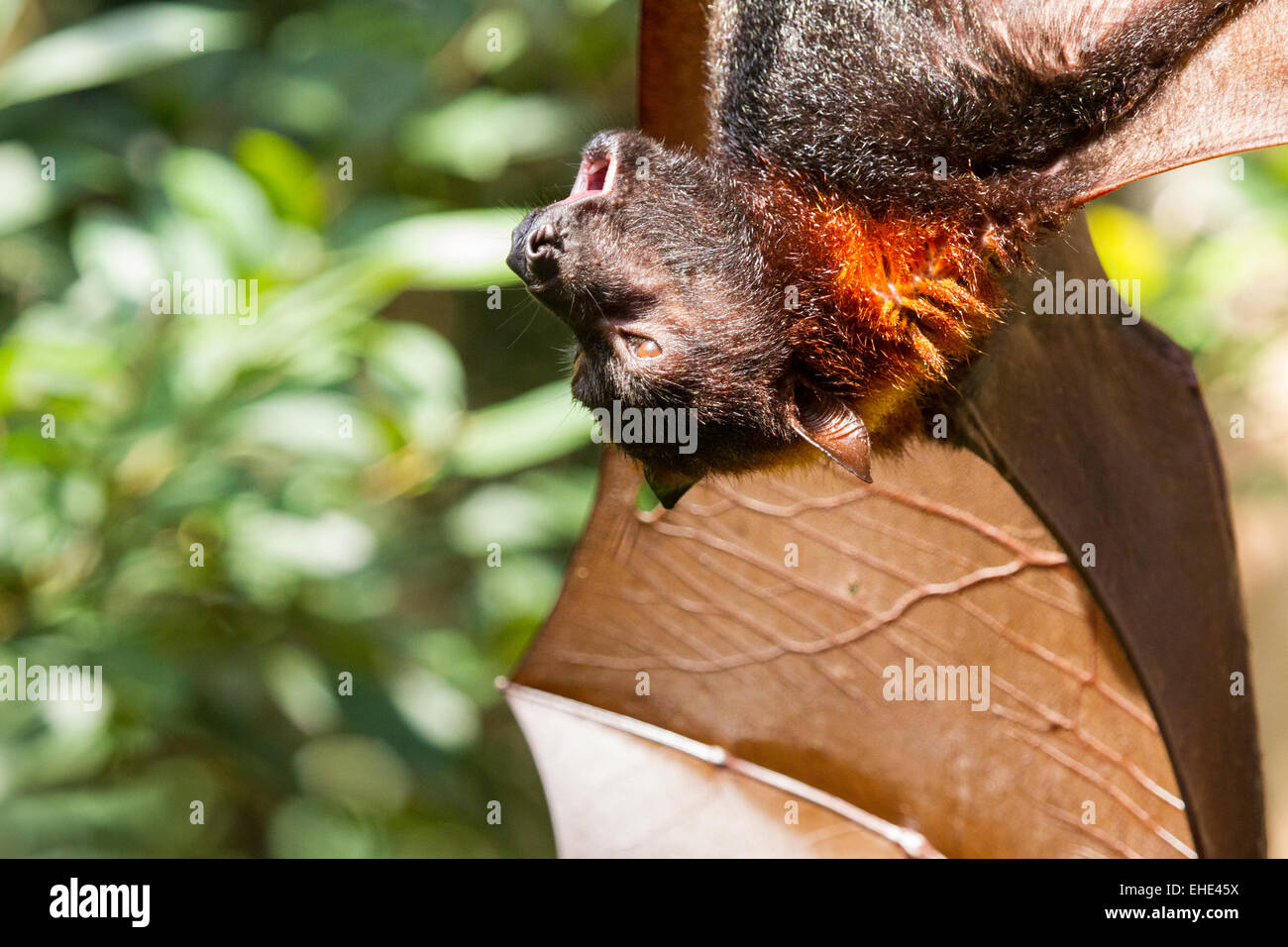 Flying Fox bat Stock Photo - Alamy