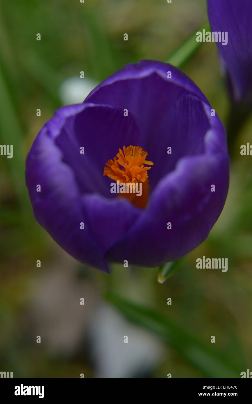 A crocus enjoying the warm Spring sunshine. Picture: Scott Bairstow ...