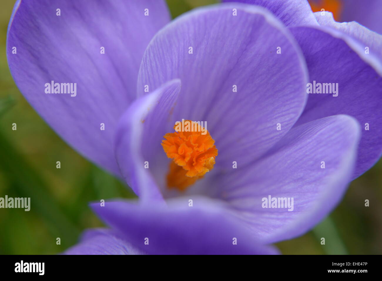 A crocus enjoying the warm Spring sunshine. Picture: Scott Bairstow ...
