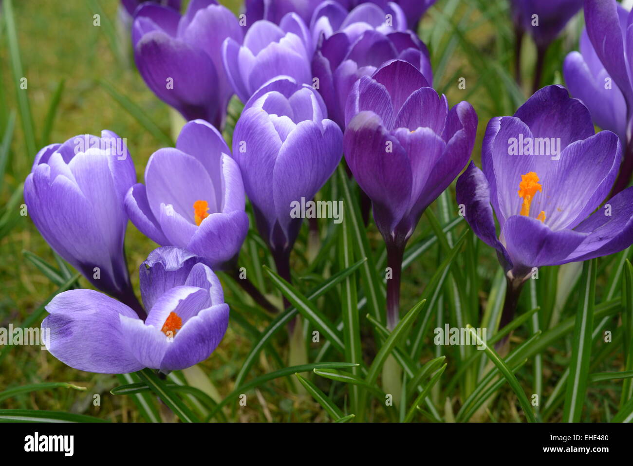 Crocuses enjoying the warm Spring sunshine. Picture: Scott Bairstow ...
