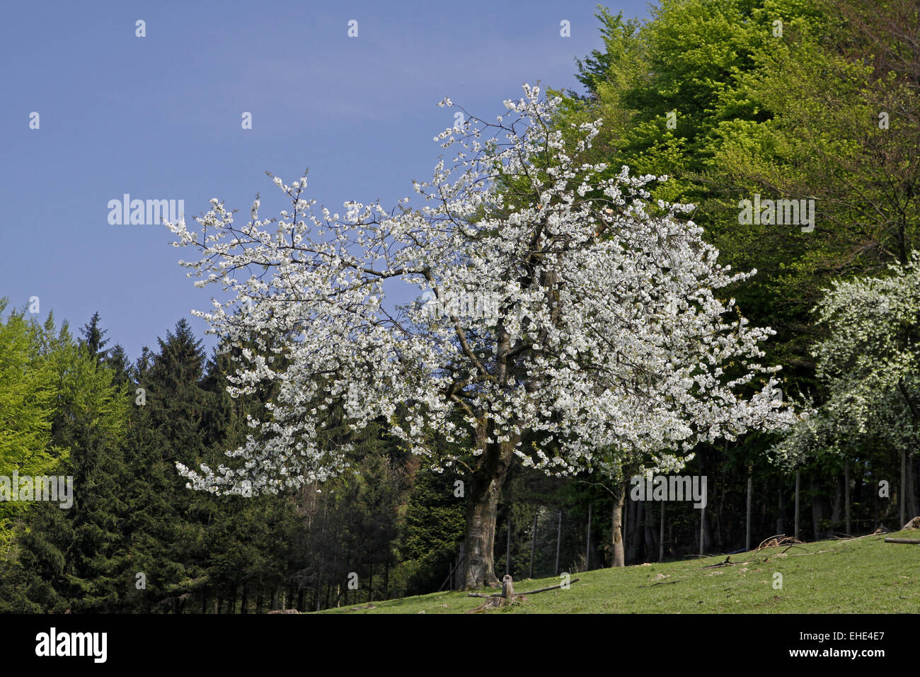 Spring landscape with cherry trees, Hagen Stock Photo - Alamy