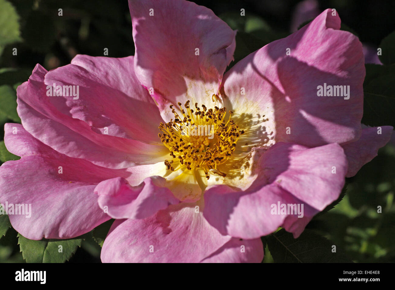 Rose rosa marguerite hilling hi-res stock photography and images - Alamy
