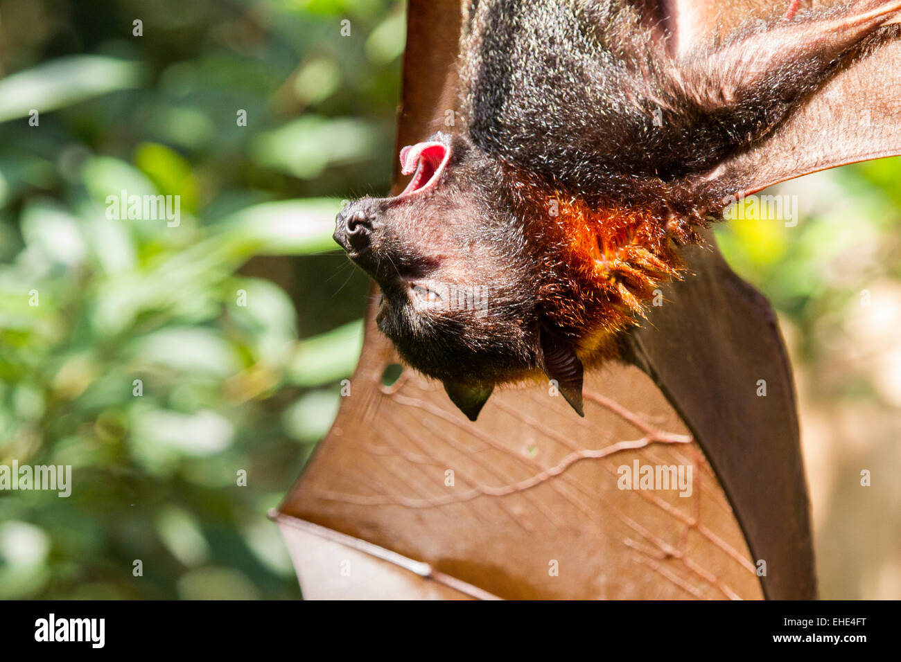 Flying fox hi-res stock photography and images - Alamy