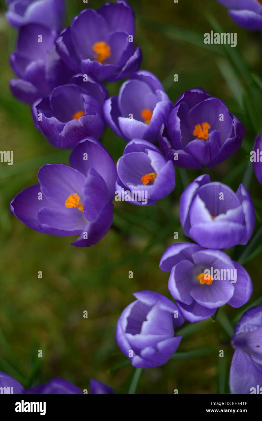 Crocuses enjoying the warm Spring sunshine. Picture: Scott Bairstow ...
