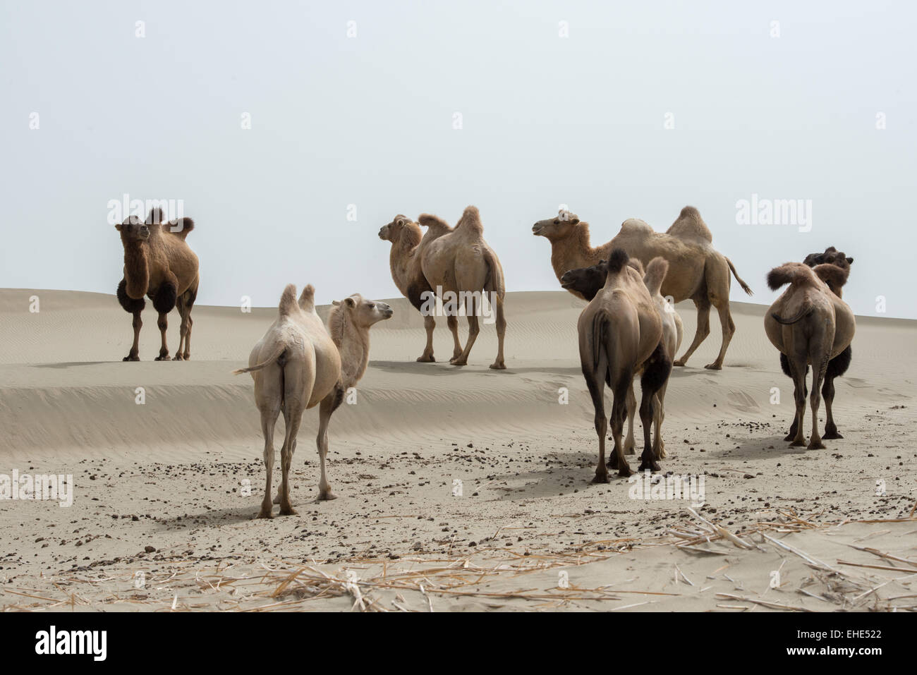Taklamakan Desert, Bactrian Camels Stock Photo - Alamy