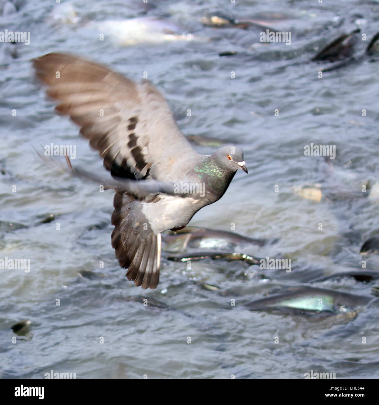 Pigeon is flying hi-res stock photography and images - Alamy