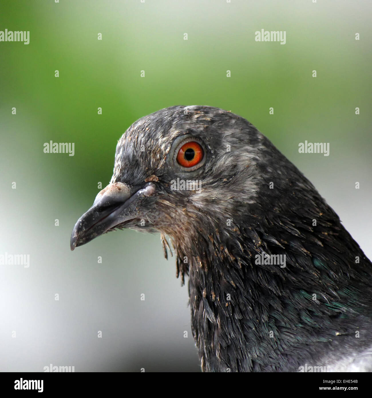 Closeup of the freedom pigeon Stock Photo - Alamy