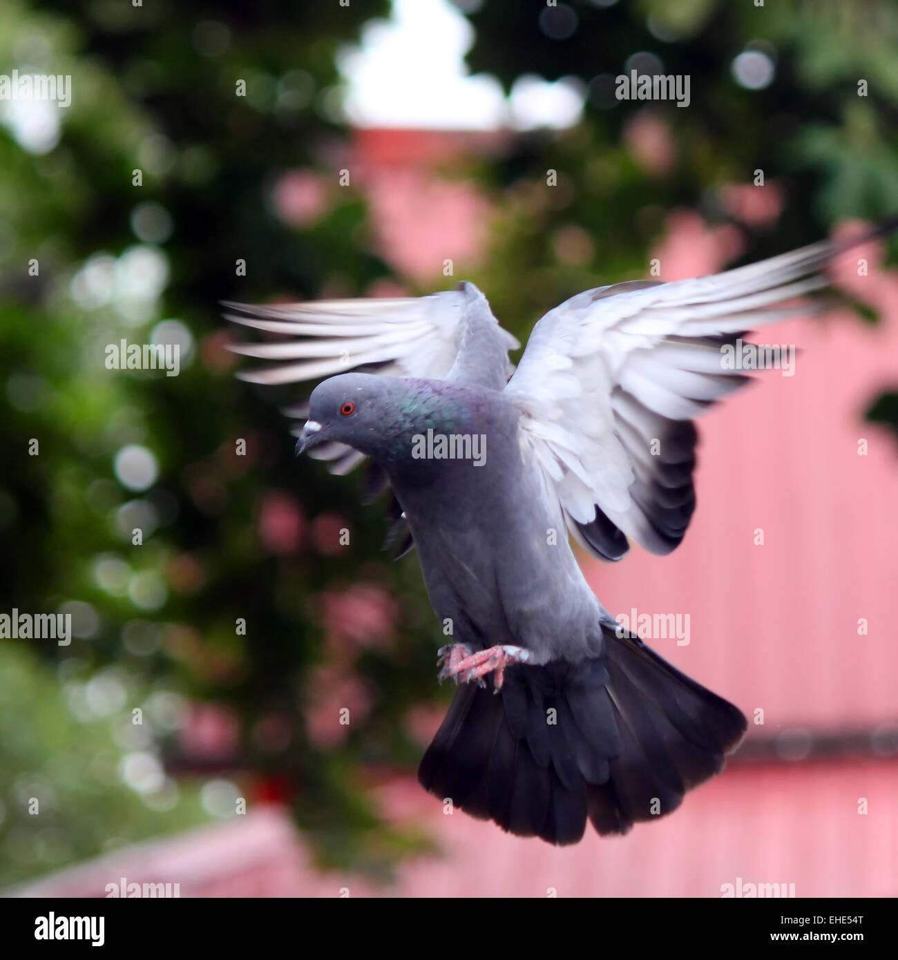 Flying pigeon in the natural Stock Photo - Alamy
