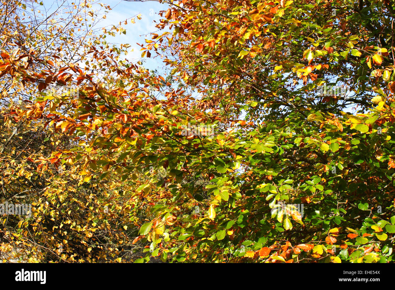 Autumn colours displayed at their best in tree foliage Stock Photo - Alamy