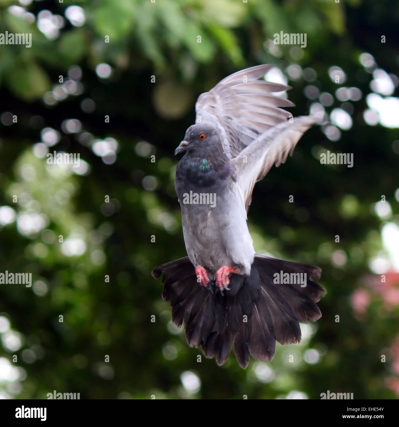 Flying pigeon in the natural Stock Photo - Alamy