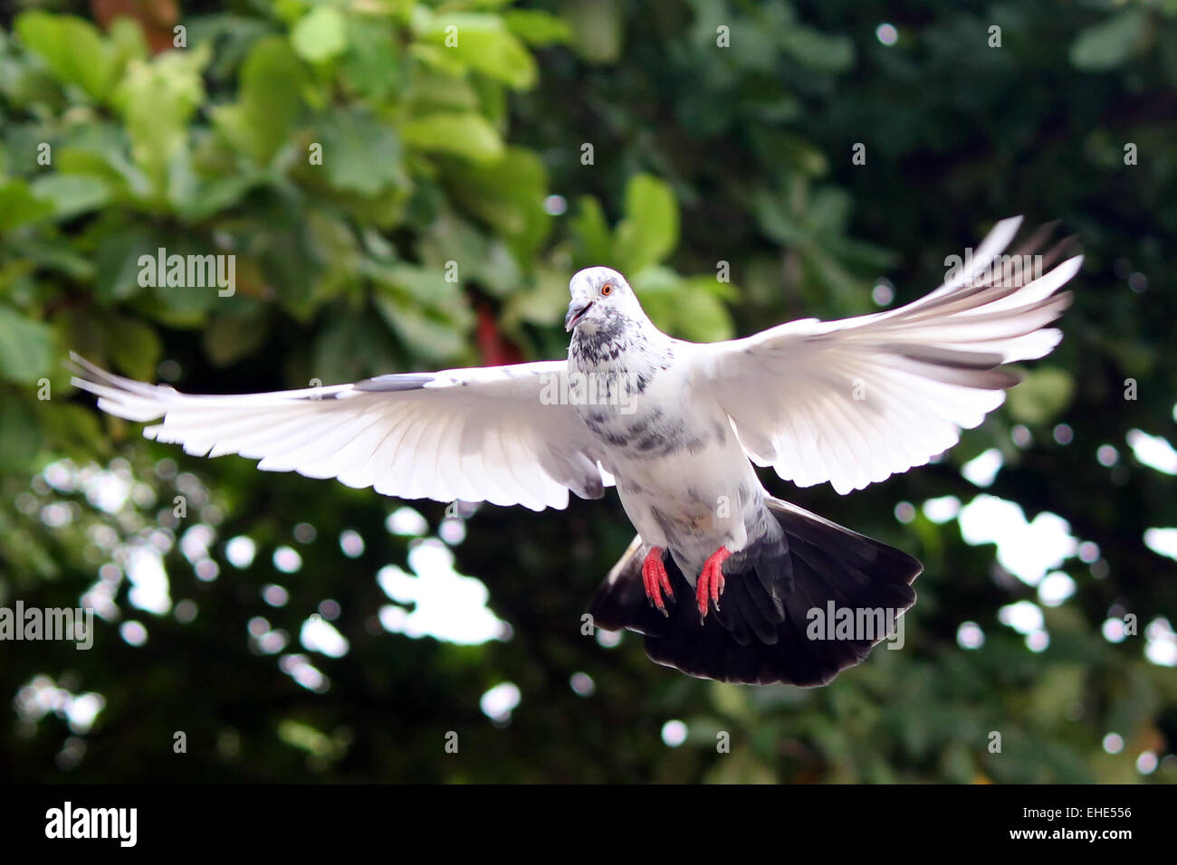 Flying pigeon in the natural Stock Photo - Alamy