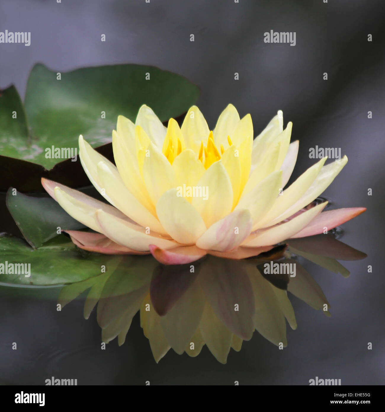 Lotus Flower In The Bible at Lorelei Rios blog