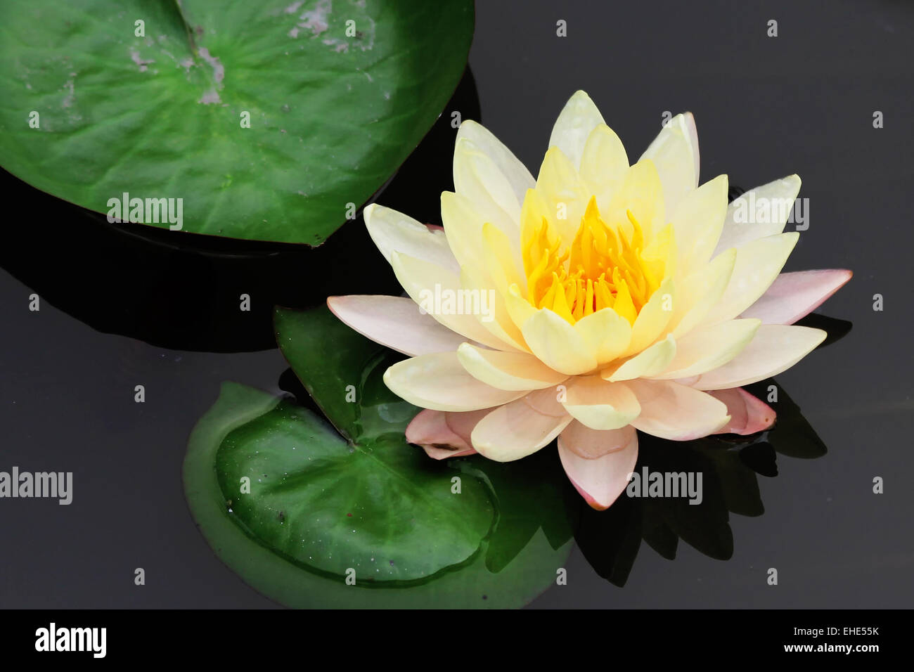 Lotus Flower In The Bible at Lorelei Rios blog
