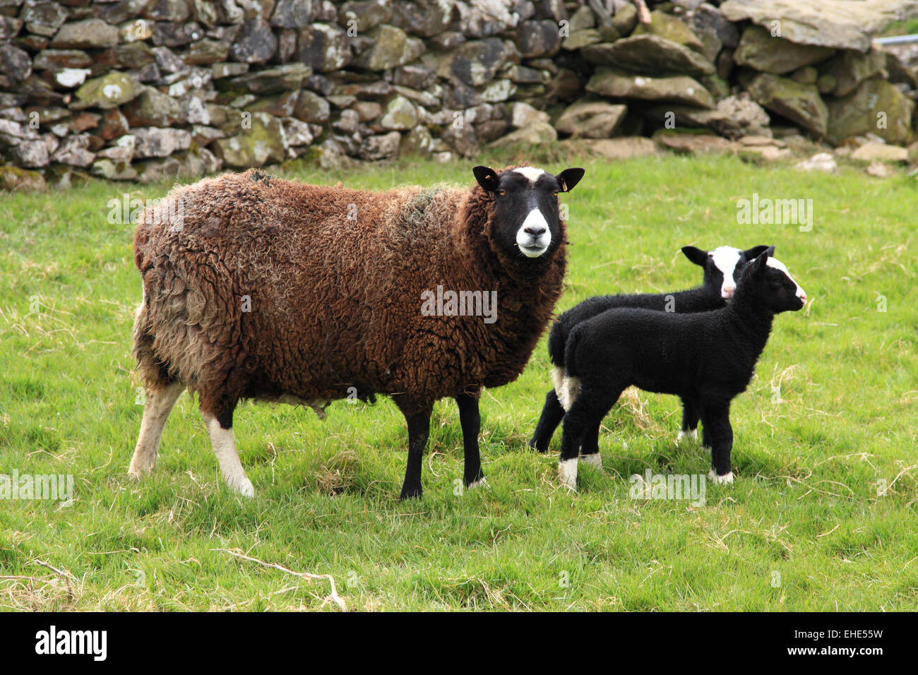 Zwartbles sheep hi-res stock photography and images - Alamy