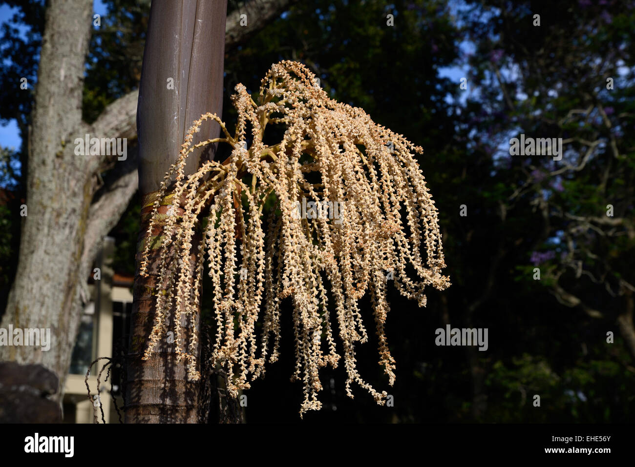 Nikau palm tree in flower Stock Photo - Alamy