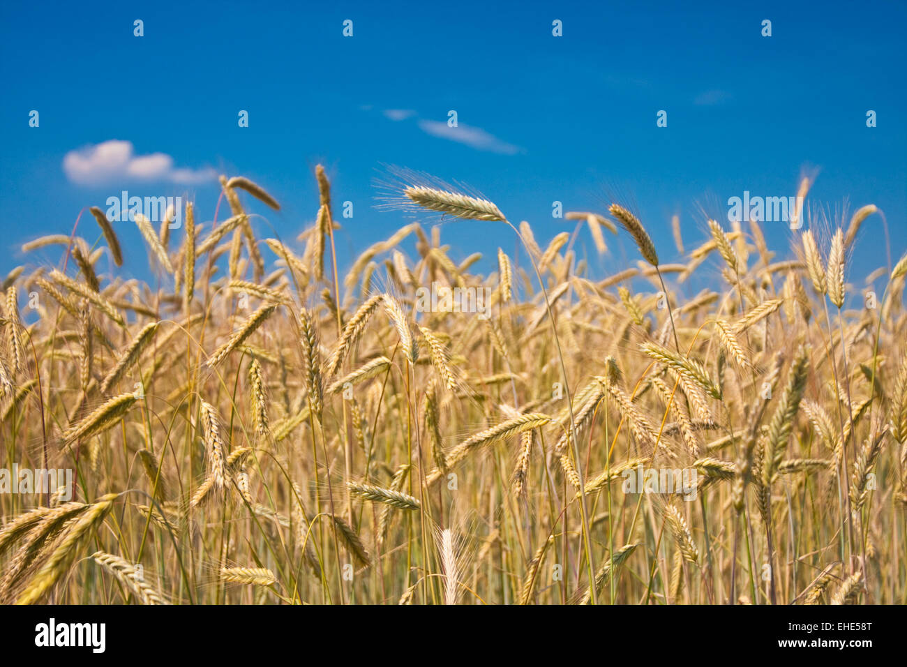 Roggen, rye, Secale cereale Stock Photo - Alamy
