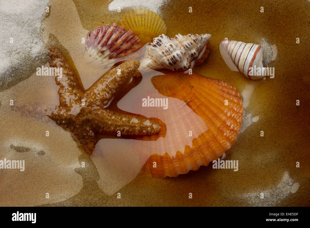 Oil covers shells on the beach Stock Photo - Alamy