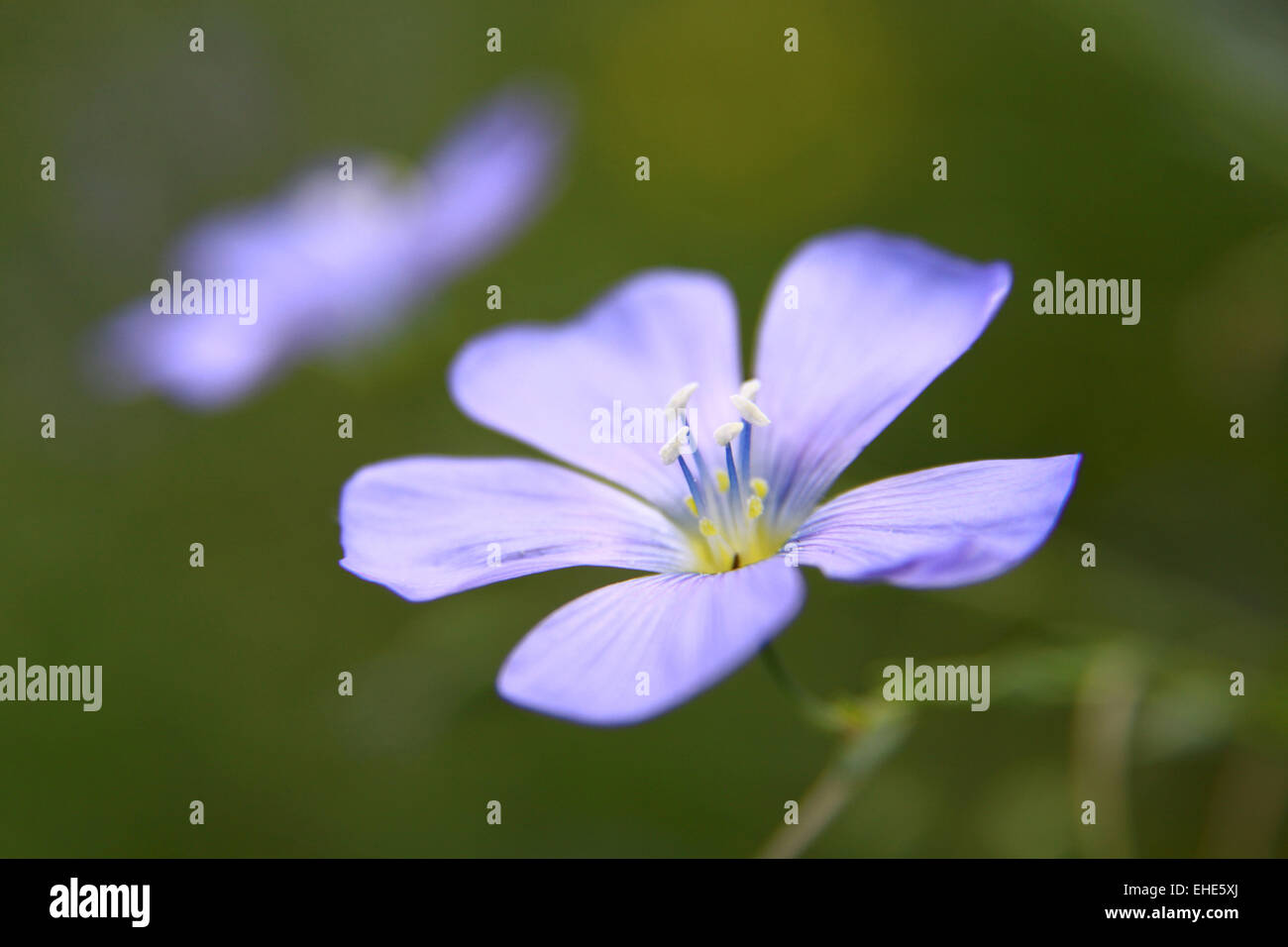 Gemeiner Lein, Leinbluete Stock Photo - Alamy