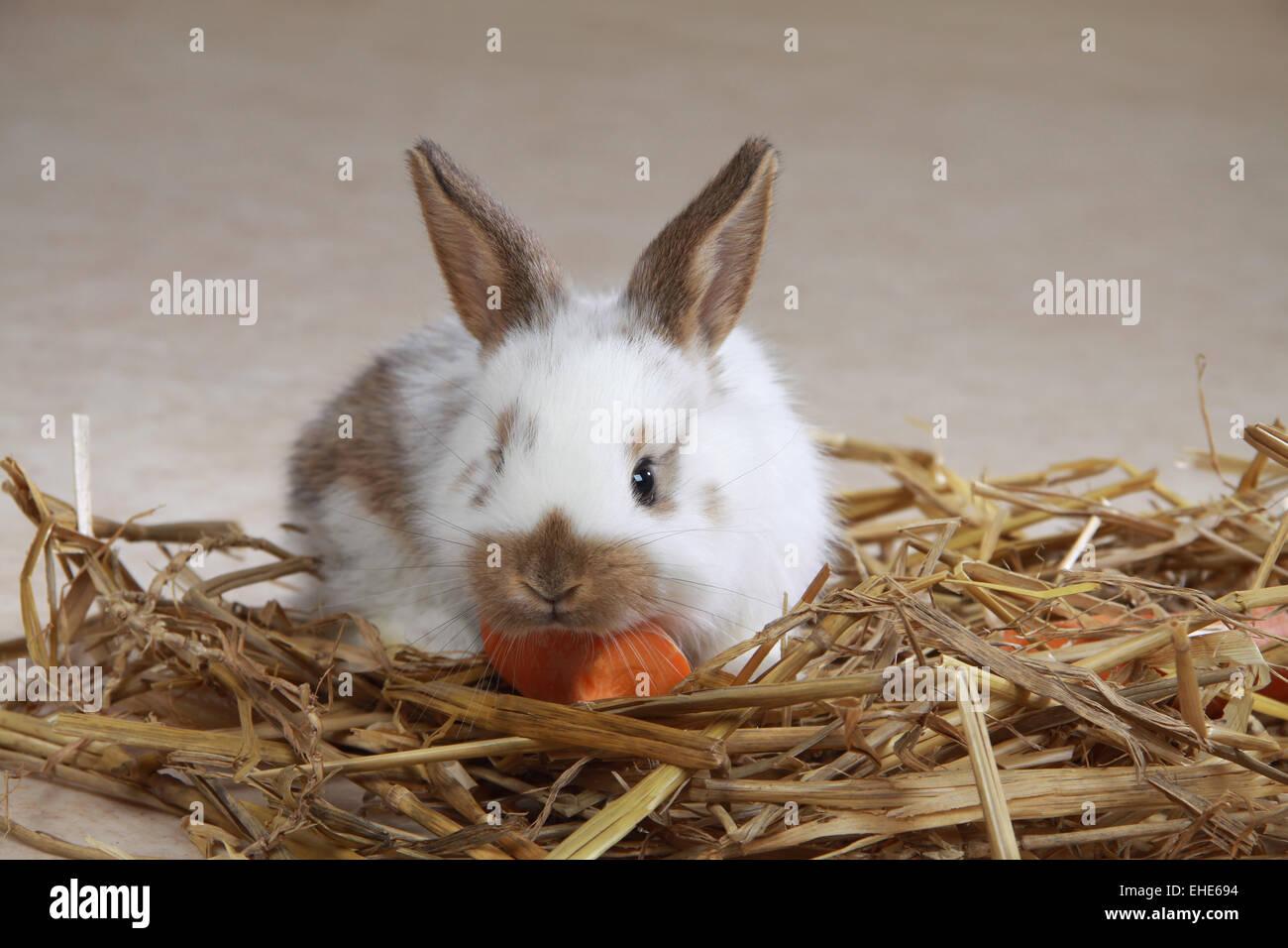 Symboltier hi-res stock photography and images - Alamy