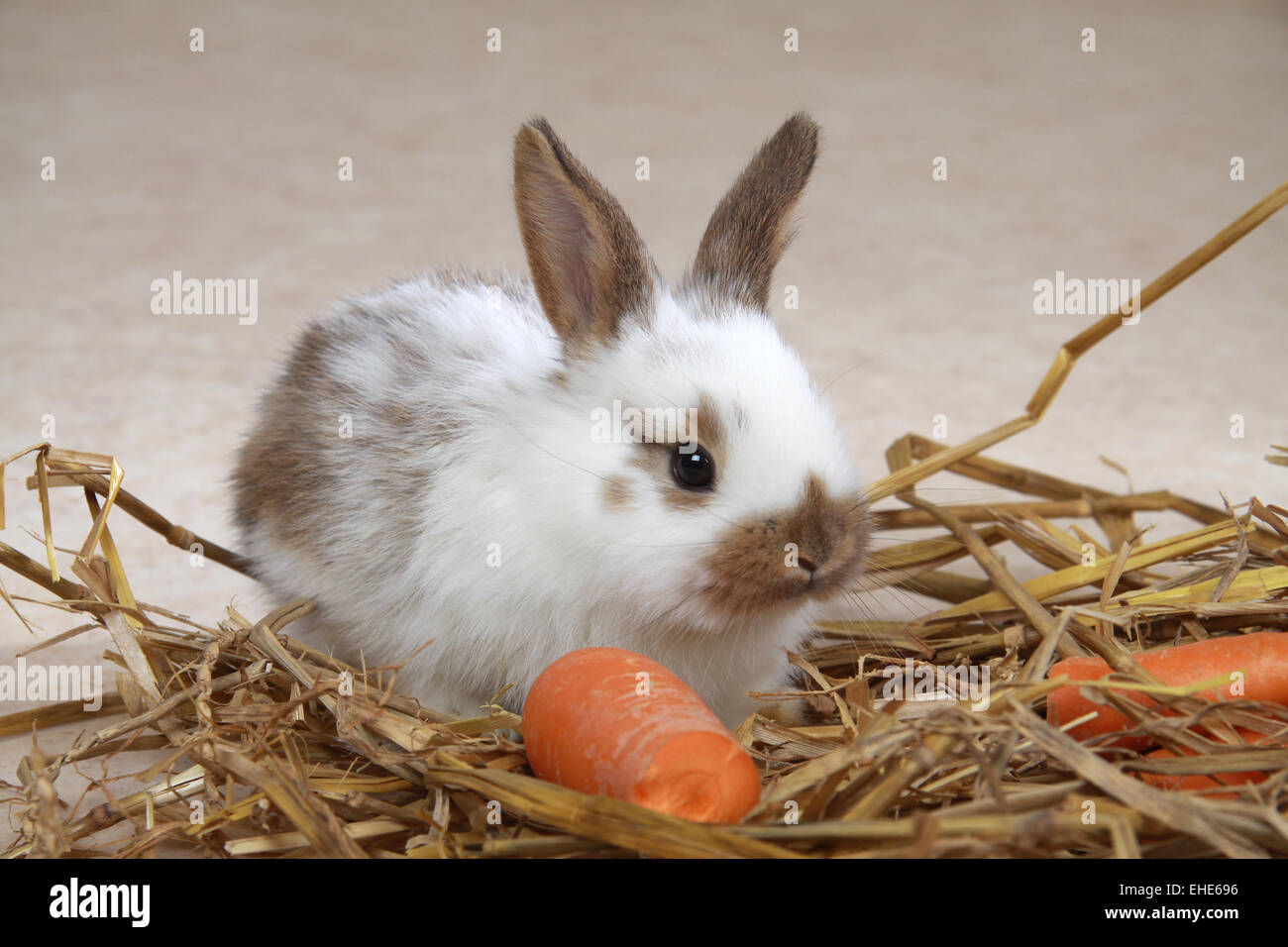 Symboltier hi-res stock photography and images - Alamy