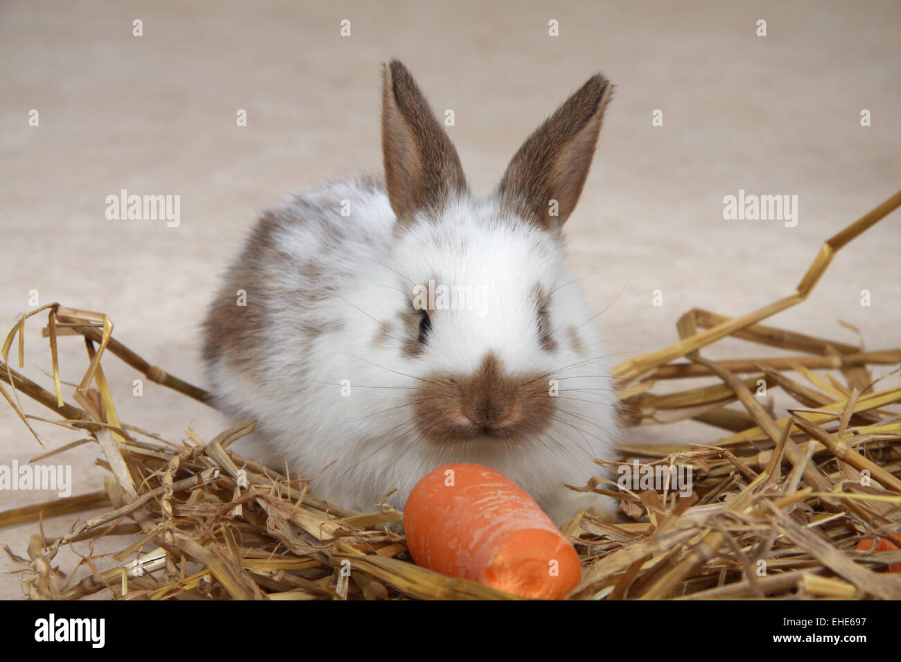 Young rabbits hi-res stock photography and images - Alamy